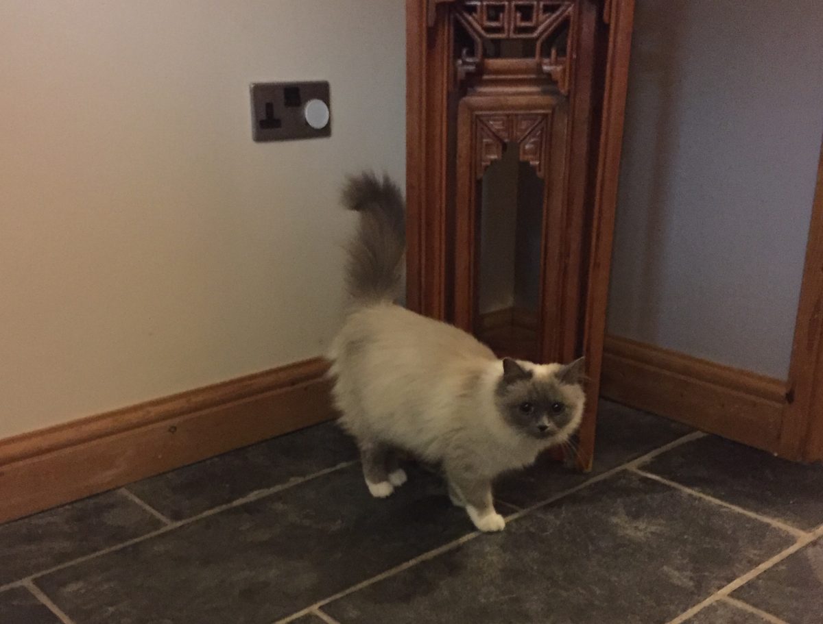 Gallery – Birman Kittens